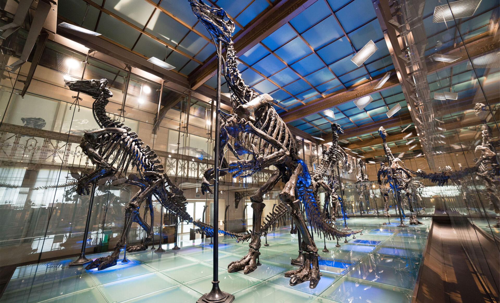 Instituut Voor Natuurwetenschappen Brussels Museums instituut-voor-natuurwetenschappen-brussels-museums