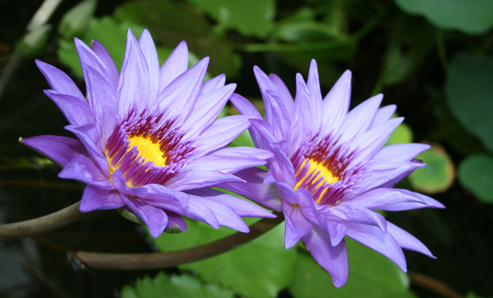 Jardin botanique Meise | Brussels Museums